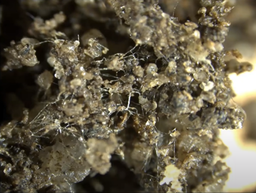 Why would you want to feed your soil microbes – Soil Dynamics